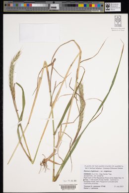 SEINet - AZ/NM Node - Elymus virginicus var. virginicus