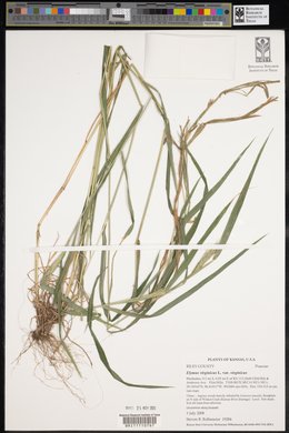 SEINet - AZ/NM Node - Elymus virginicus var. virginicus