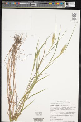 SEINet - AZ/NM Node - Elymus virginicus var. virginicus