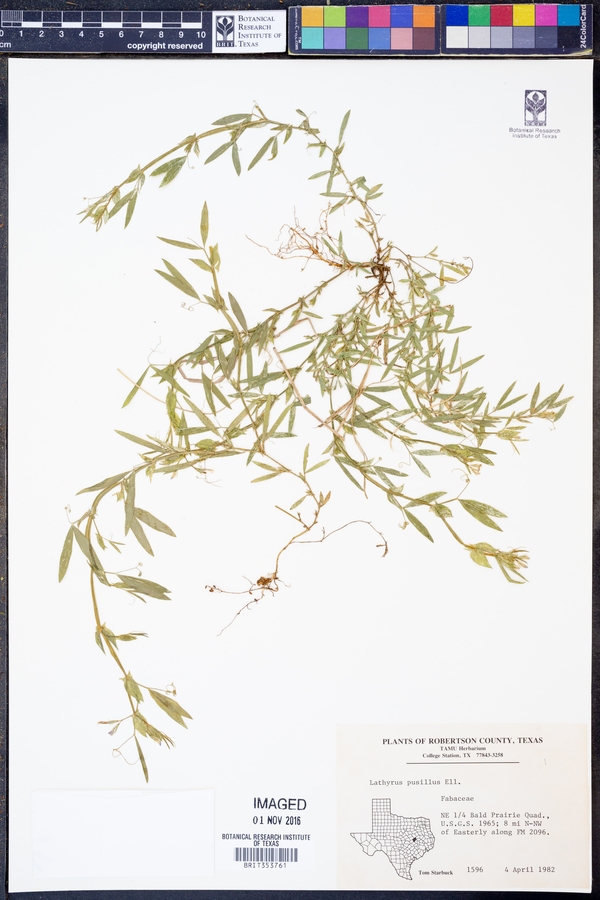 VPlants Detailed Collection Record Information