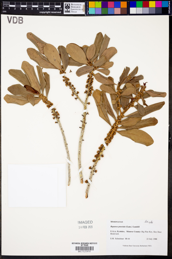 SEINet Portal Network - Rapanea