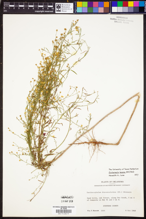 SEINet Portal Network - Gutierrezia texana