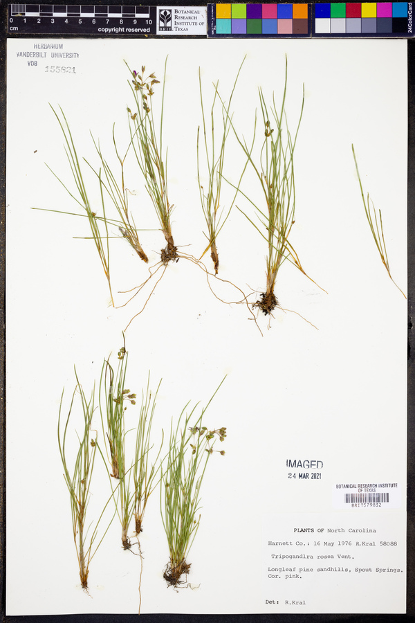 SEINet Portal Network - Callisia rosea