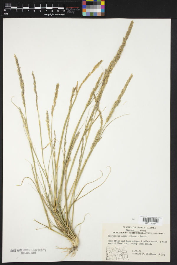 Sporobolus Compositus