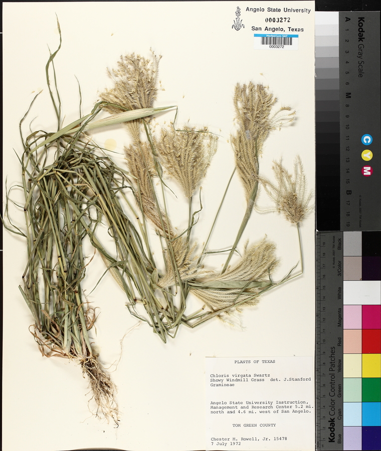 SEINet Portal Network Detailed Collection Record Information