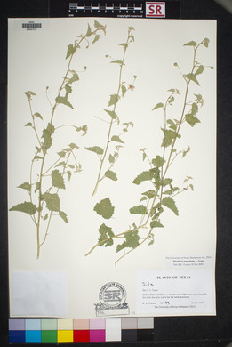 SEINet - AZ/NM Node - Abutilon parvulum