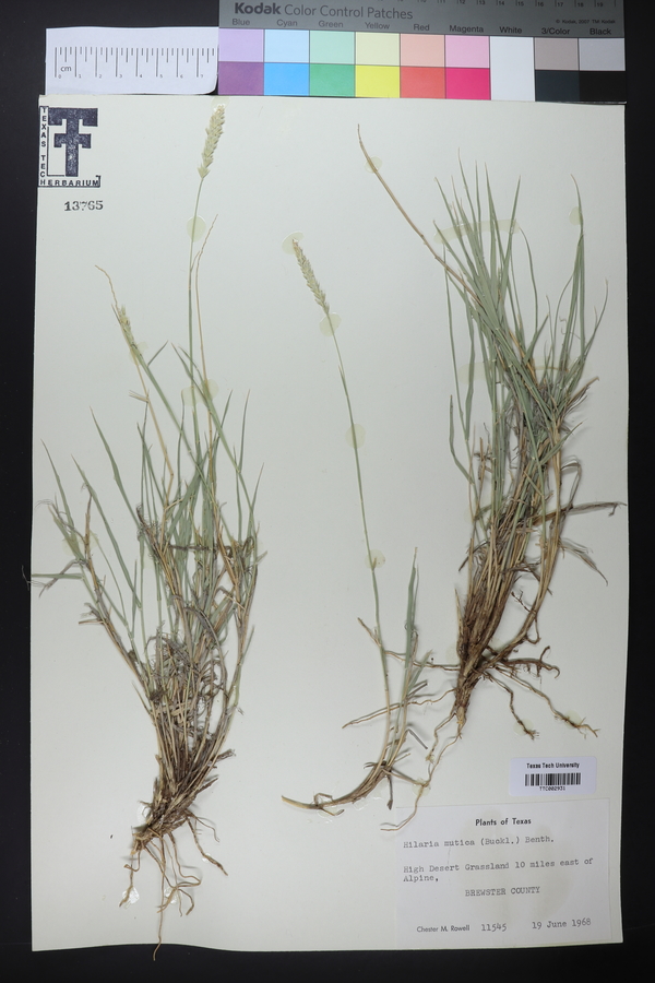 SEINet Portal Network Detailed Collection Record Information