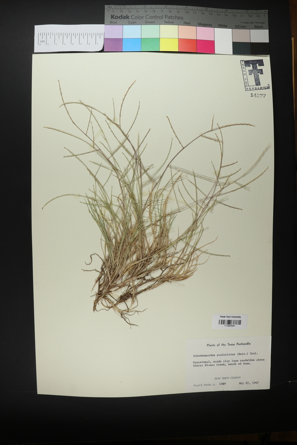 SEINet Portal Network Detailed Collection Record Information